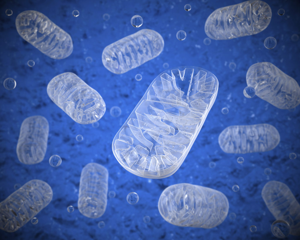 Mitochondrial function and male fertility - Cytoplan