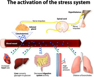 How stress rewires the brain - Cytoplan